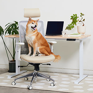 Shop for Best Standing Desks and Ergonomic Chairs